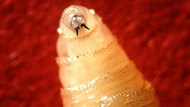 Officials aim to combat spread of flesh-eating parasite with new ...