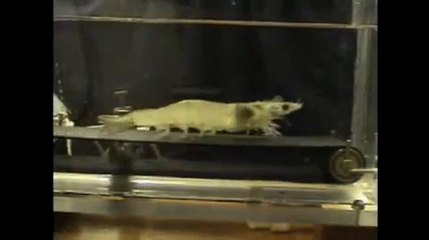 Scientists put shrimp on a treadmill