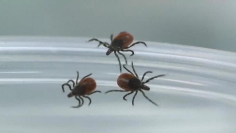 Lyme disease cases surge in Michigan as tick populations grow