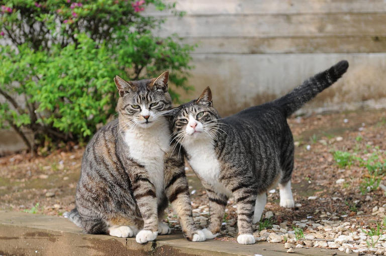 Características de los gatos atigrados: patrones, origen y curiosidades