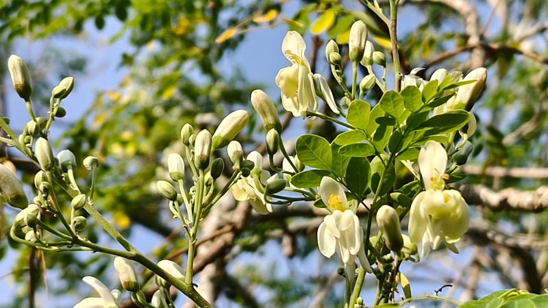 Arbre miracle : élimine 98 % des microplastiques de l'eau potable ...