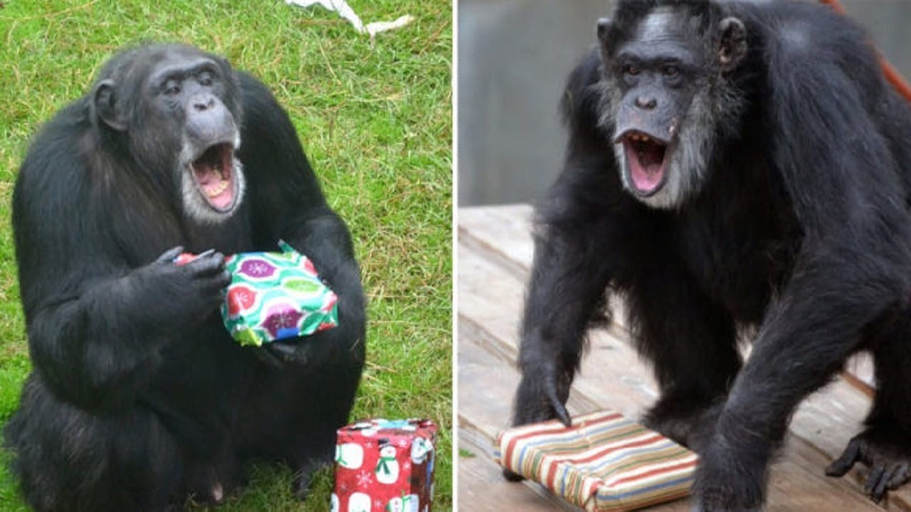 These rescued chimps go crazy for gifts every year