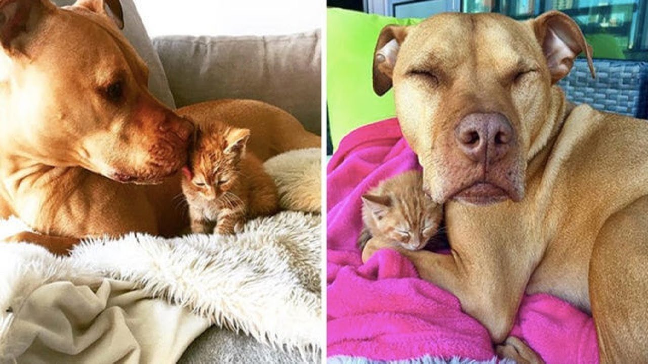 This pit bull loves cats, so his human surprised him with a kitten of ...