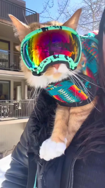 This cat has more style than I ever will