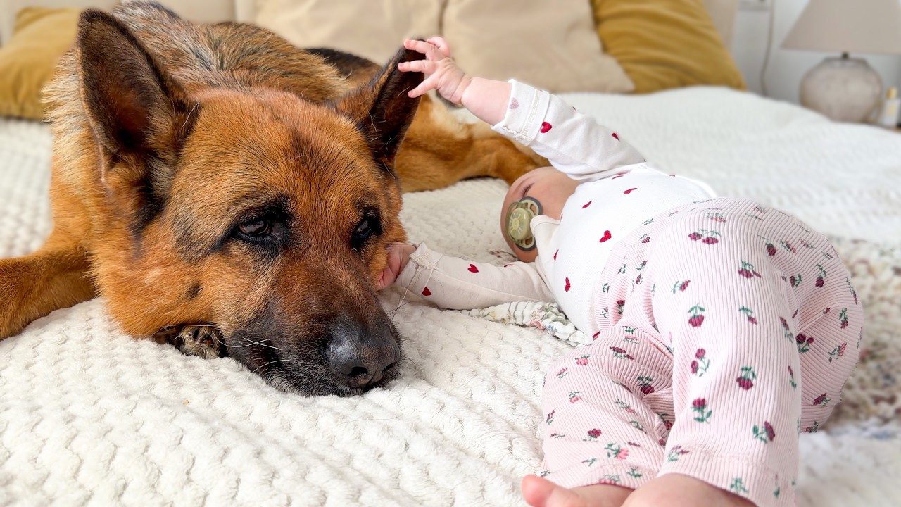 Duitse herder reageert op baby die oor trekt