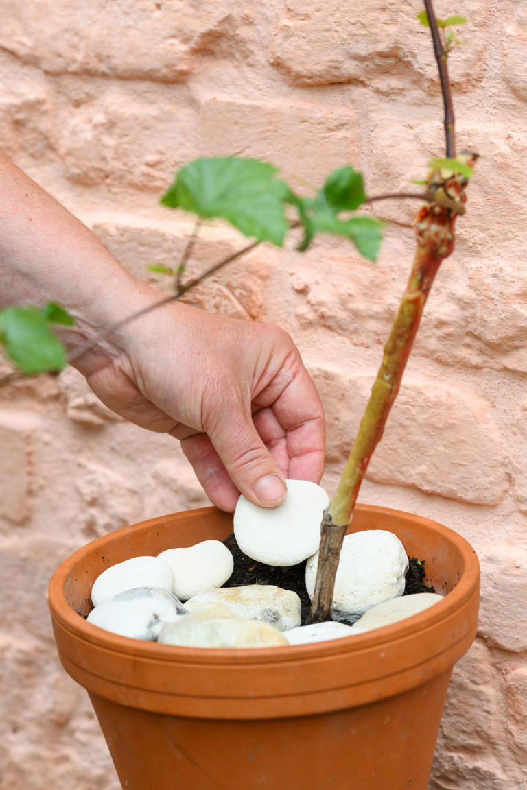 Unusual gardening hacks to save time and money