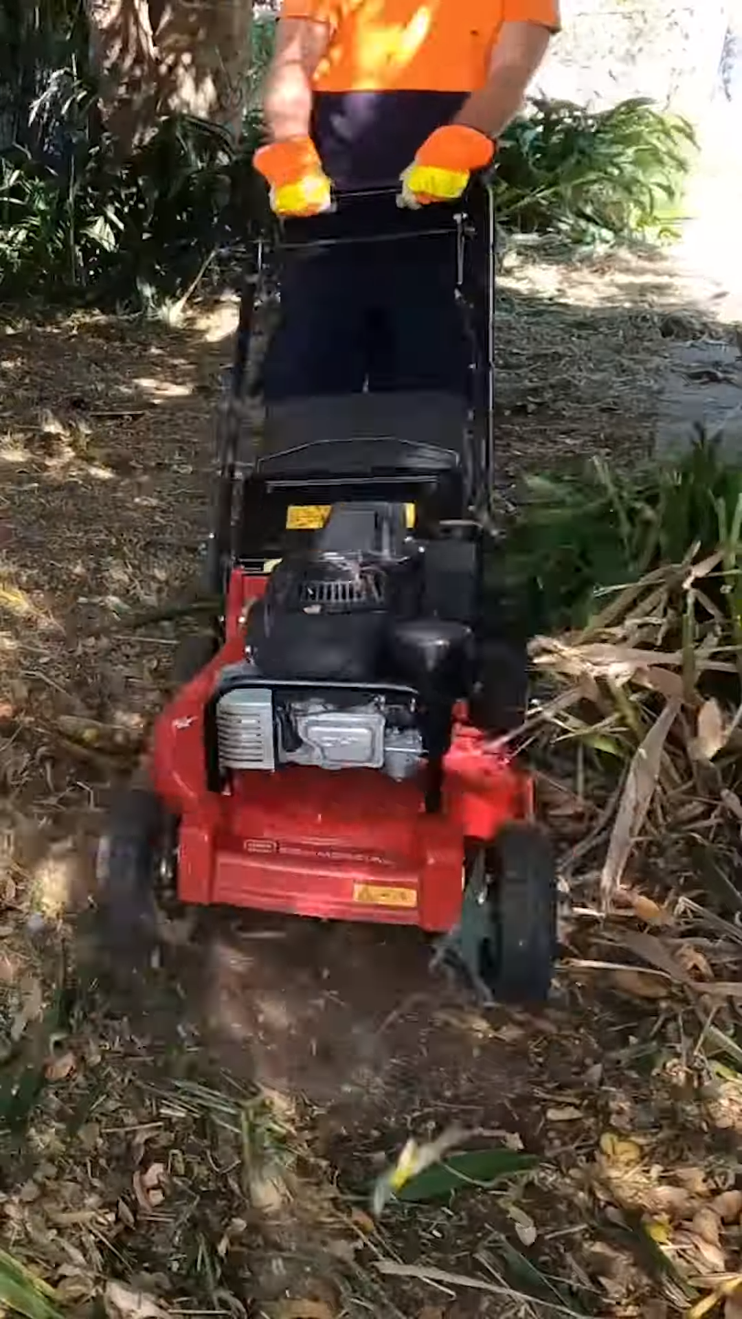 Voluntary yard cleanup clears overgrown canopy to restore light and space