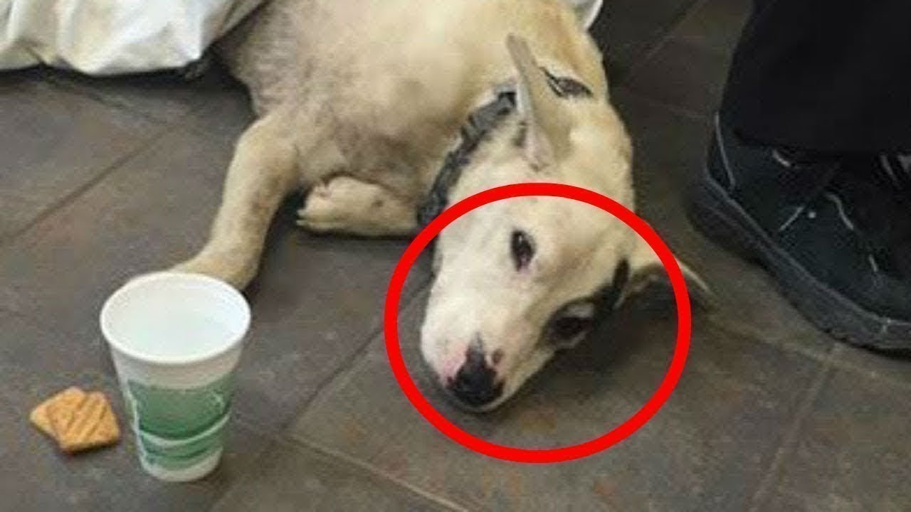 Dog runs away from home to look for his missing owners and finds them ...