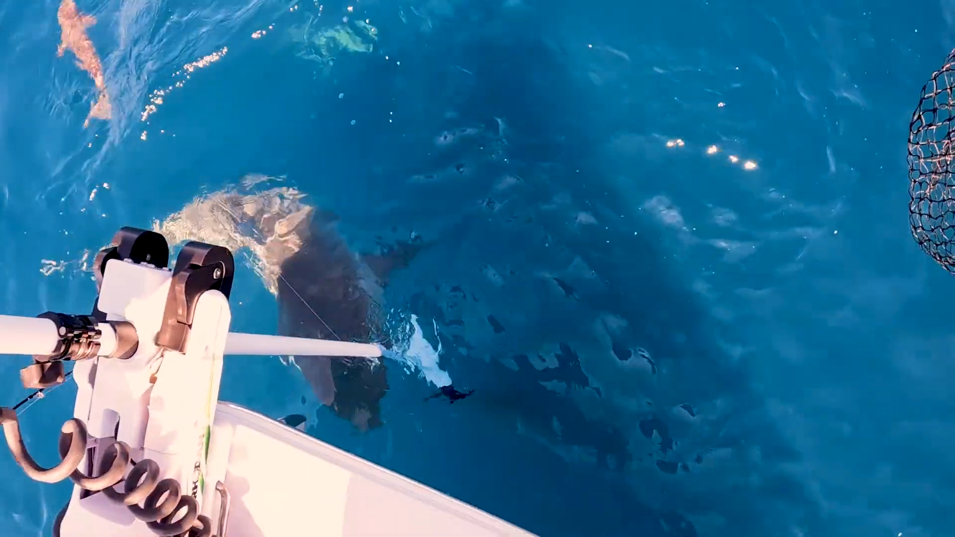 Watch how shark attacks the boat - and bites the motor mid-fight