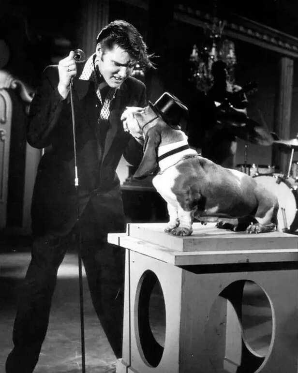 Why social media turned Elvis Presley’s 'Hound Dog' into the weirdest meme