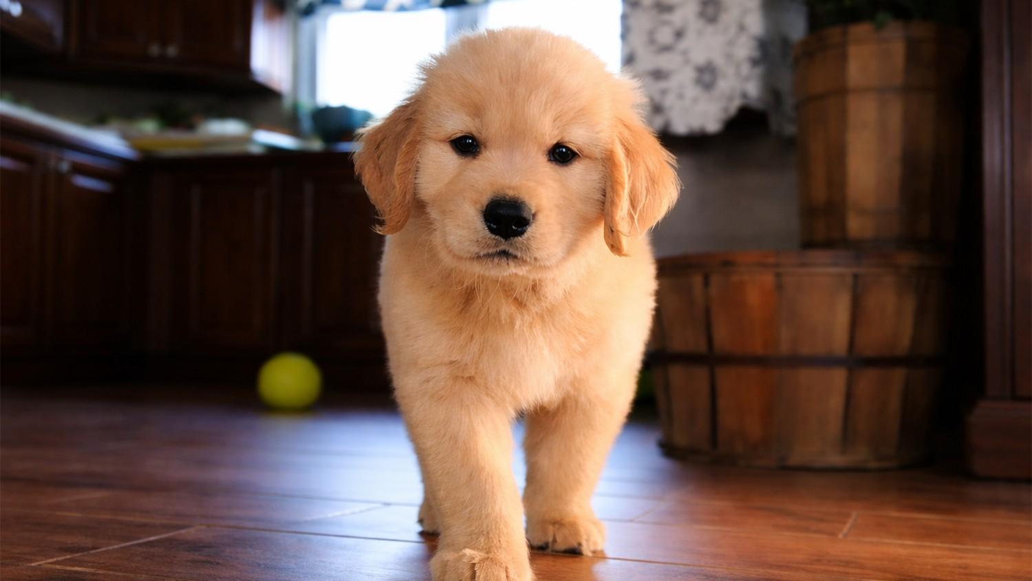 Tiny Tucker is coming for you