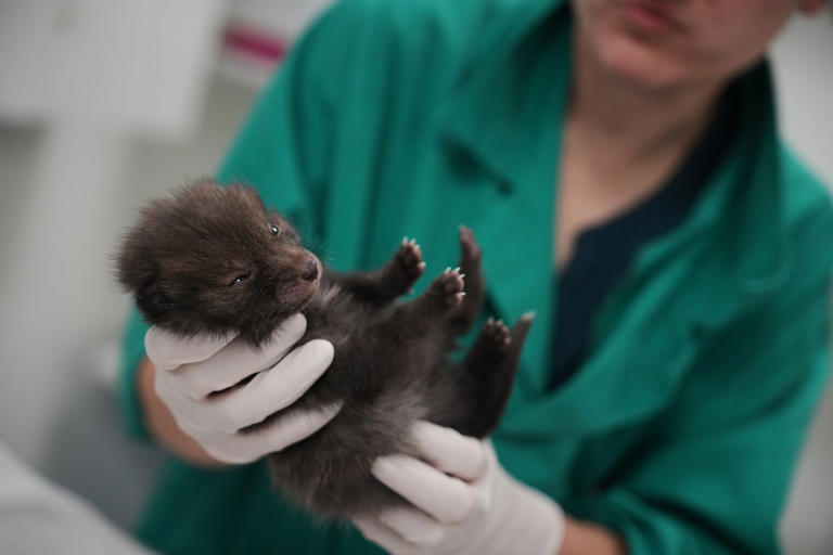 No cuddles, but lots of care: How a Paris-area wildlife hospital keeps ...