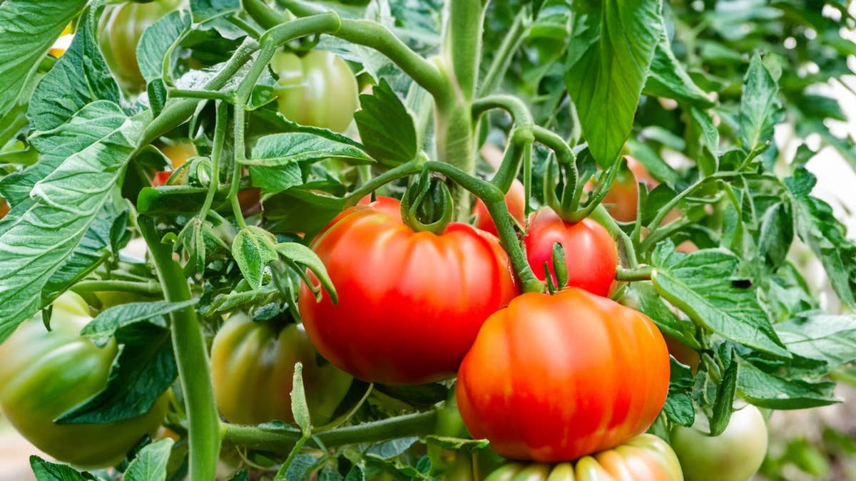 7 must-have companion plants for a thriving tomato garden