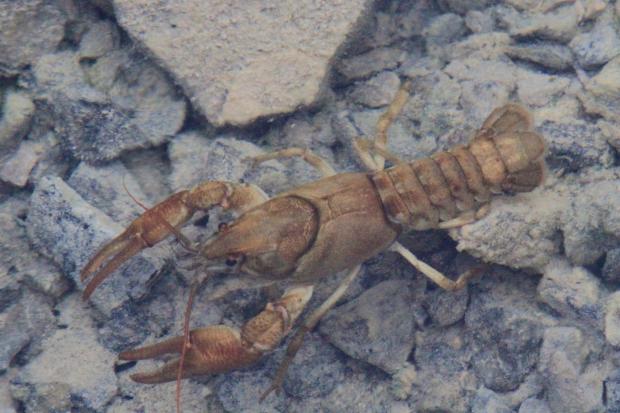 More than 180 endangered crayfish released into the wild in North Yorkshire