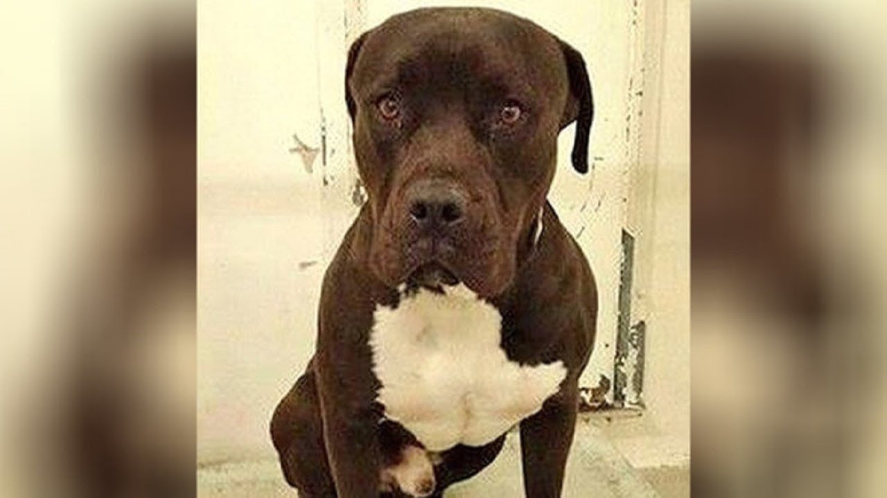 Sick owner laughs at crying shelter dog but the dog has the last laugh