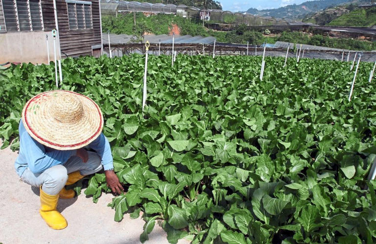 Selangor ramps up smart farming to safeguard food supply