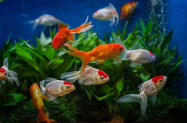 Do color-enhancing diets really work for ornamental fish?