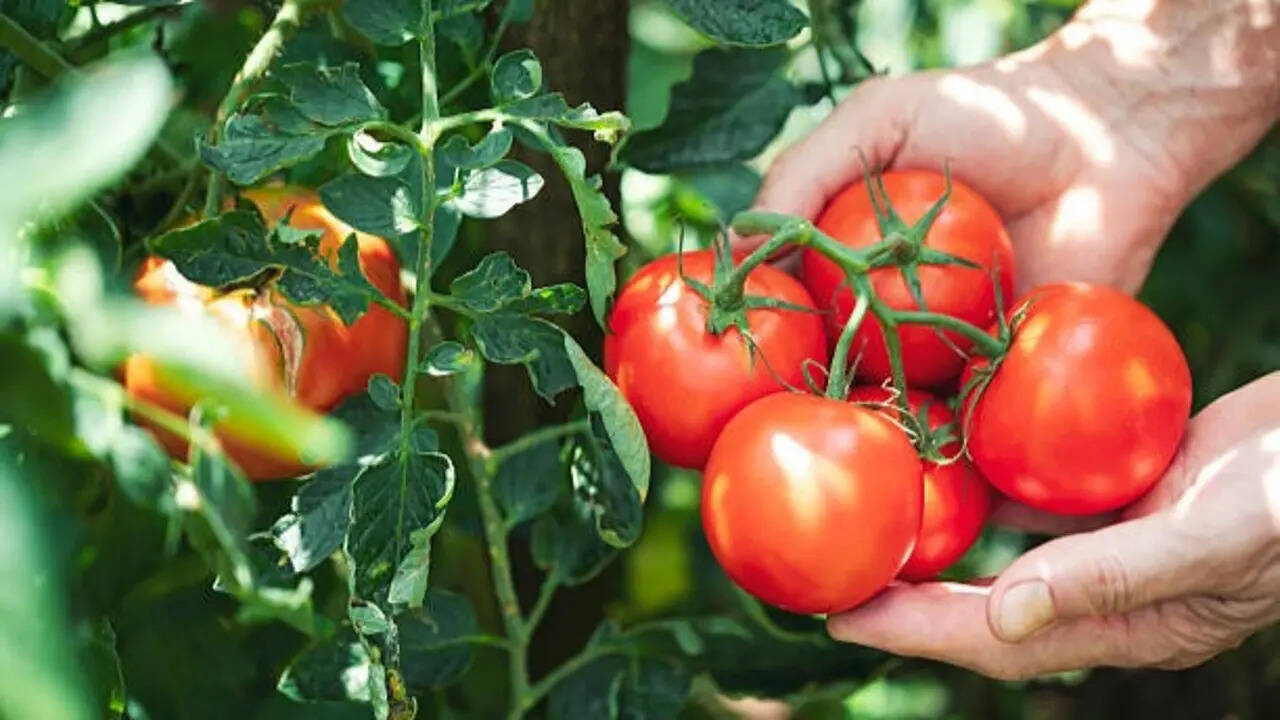 The right way to grow tomatoes (time, soil mix, growth tips)