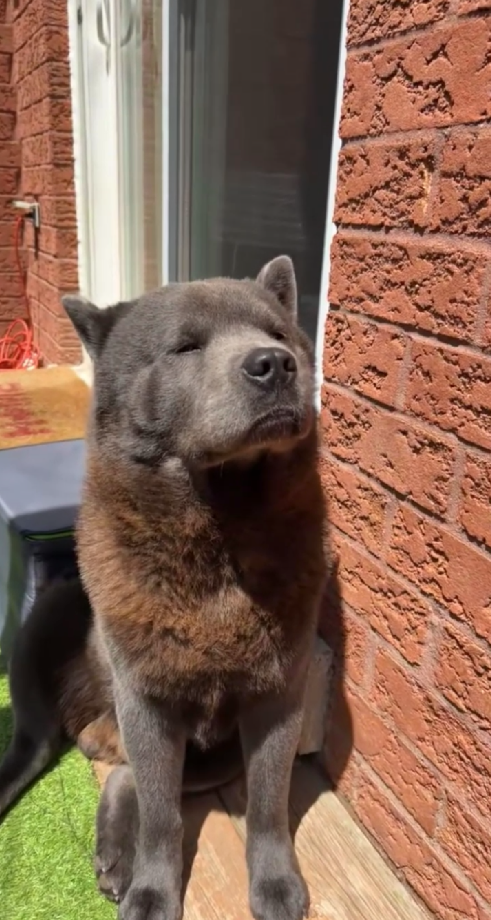 Braxton then vs now the ultimate dog transformation
