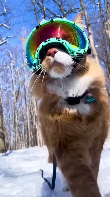 Cat explores a winter wonderland like it’s nothing