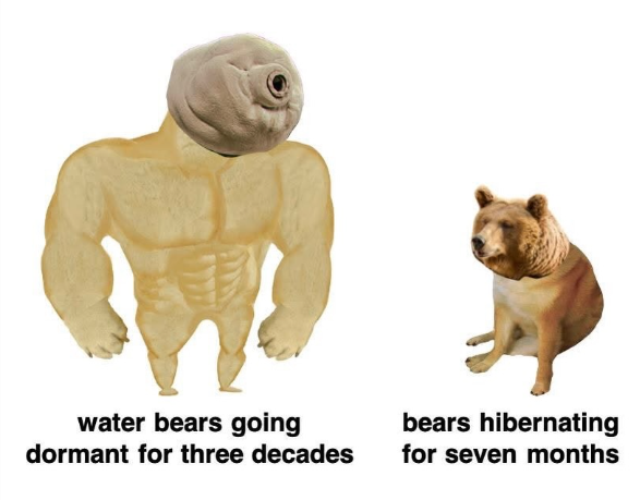 22 brutally blissful bear memes for humans in need of hibernation