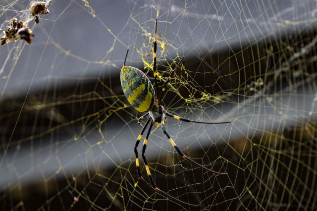 Palm-sized Asian spider spreads to its 4th US state