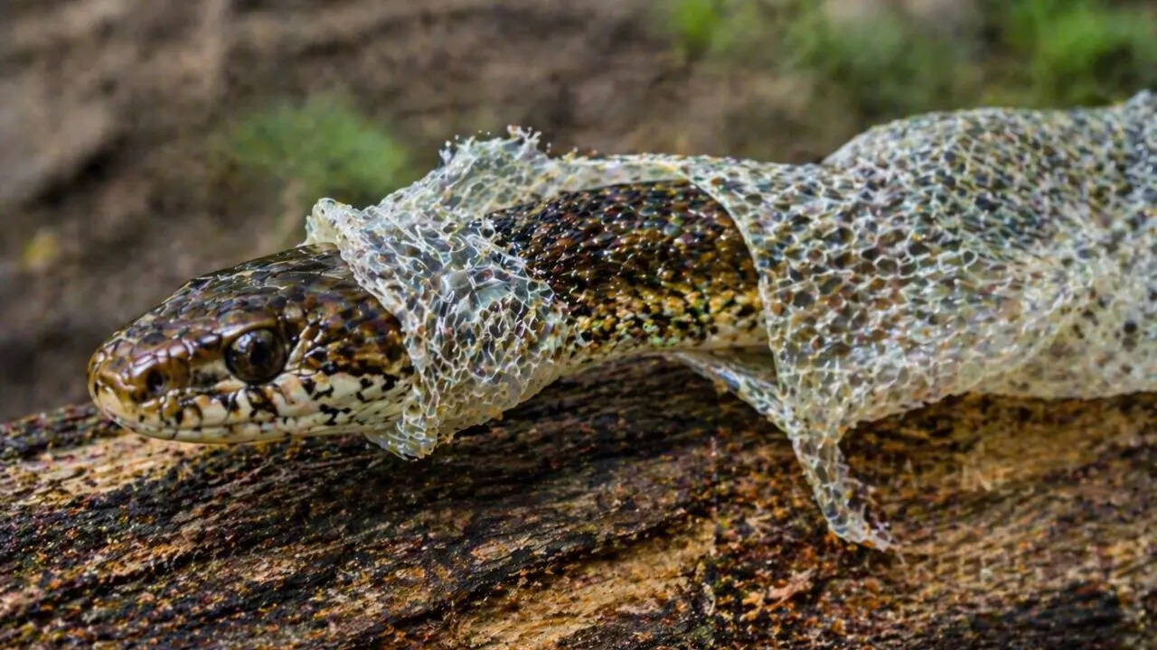 Why snakes shed their skin completely and what really happens during ...