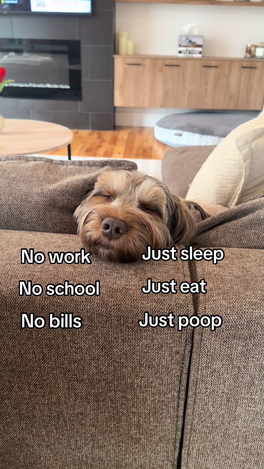 How this dog lives the dream life, no work, no bills