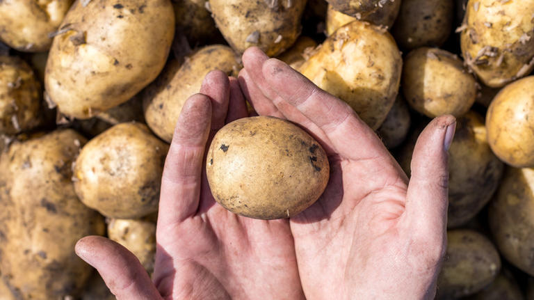 Growing potatoes this way is so easy and saves tons of space