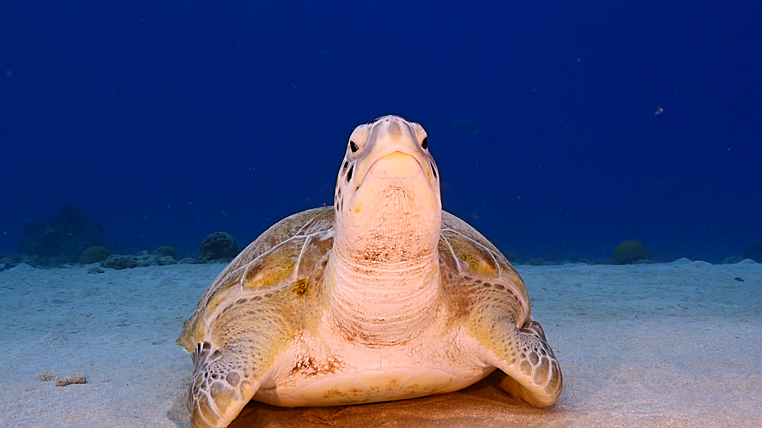 I visited a turtle and got welcomed unexpectedly