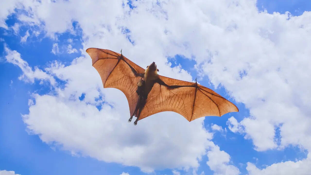 Animals in India that can fly — and they’re not birds: Where to find them