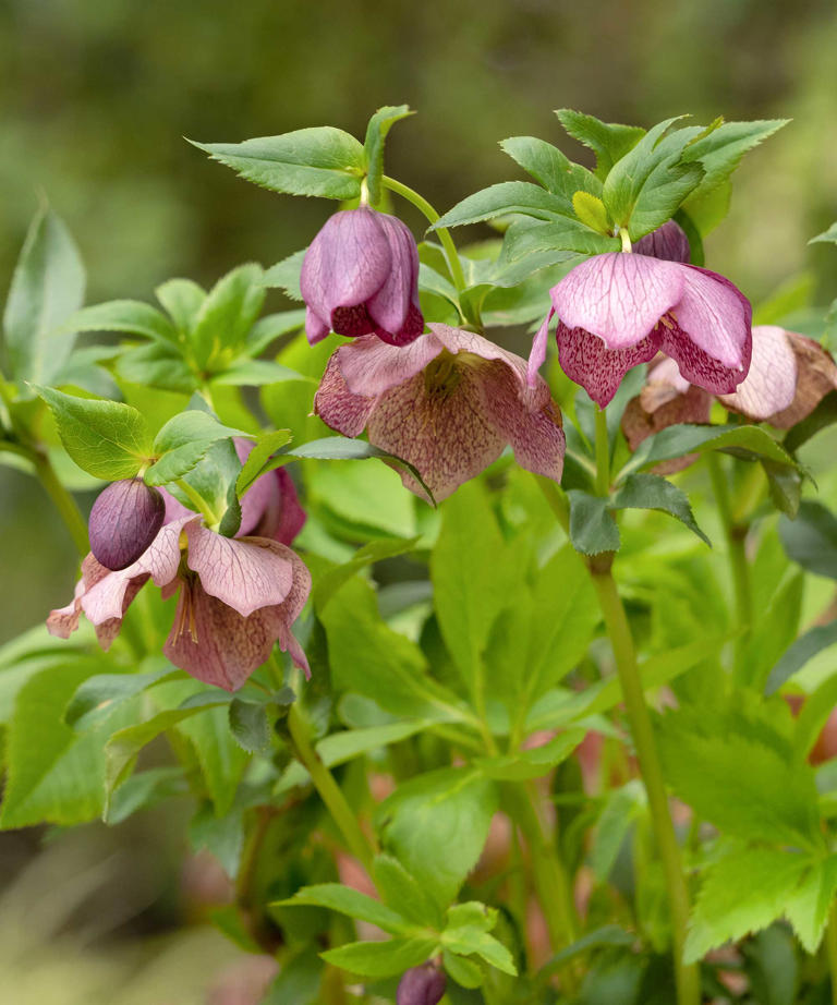 Early bees are hungry in April – these 5 garden flowers provide the ...