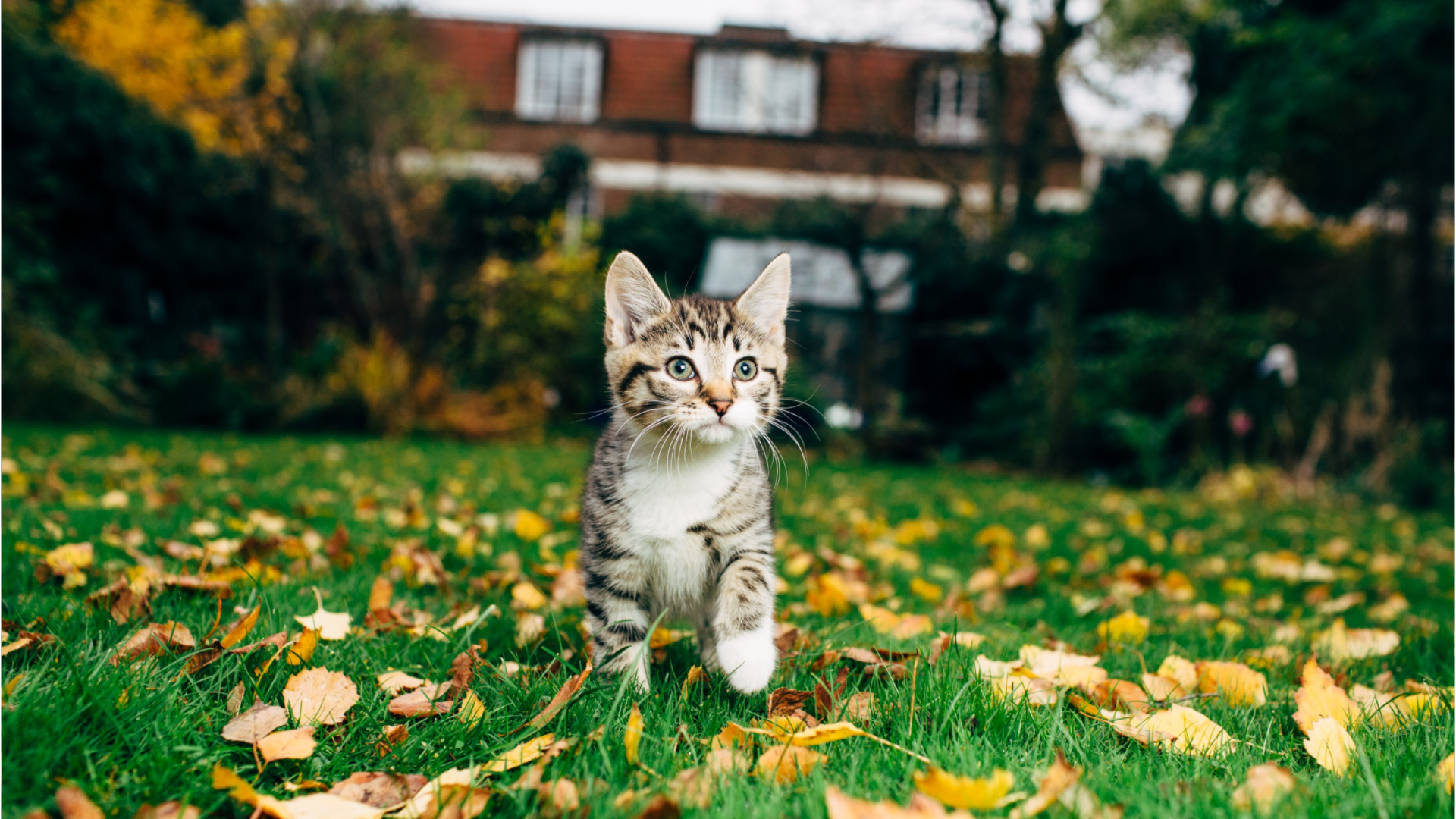 Katze zugelaufen: Das sollten Sie tun