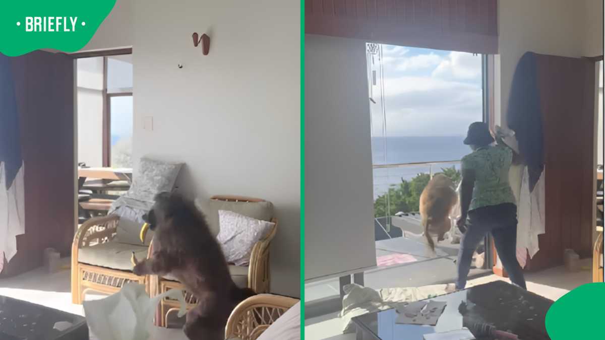 Brave housekeeper takes on massive hungry baboon intruder and wins in ...