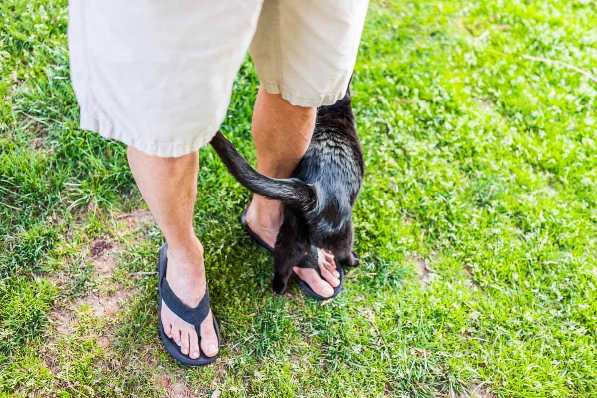 What it really means when your cat rubs their face on everything