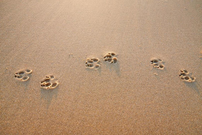 The North West beaches where dogs will be banned from May 1