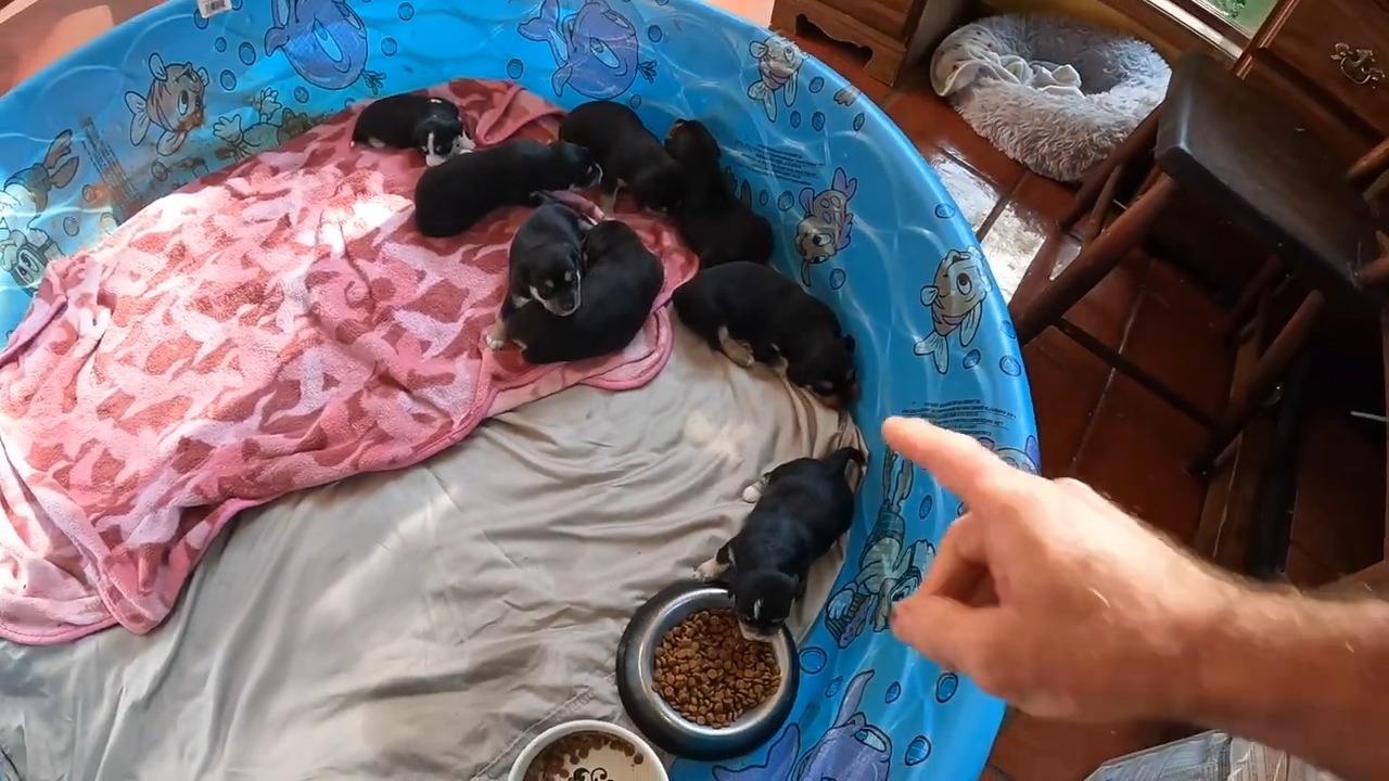 This one's the runt - he picked up the tiniest puppy, then fell in love ...