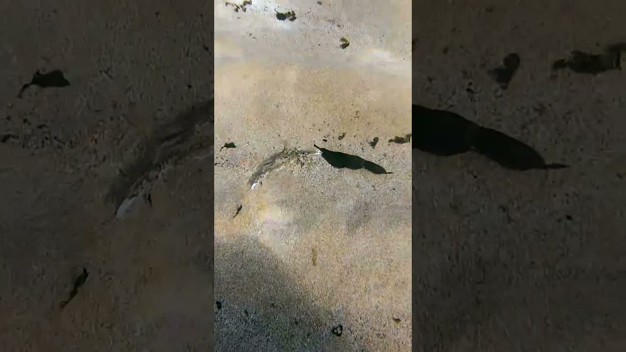 Watch closely - the crab goes into full defense mode