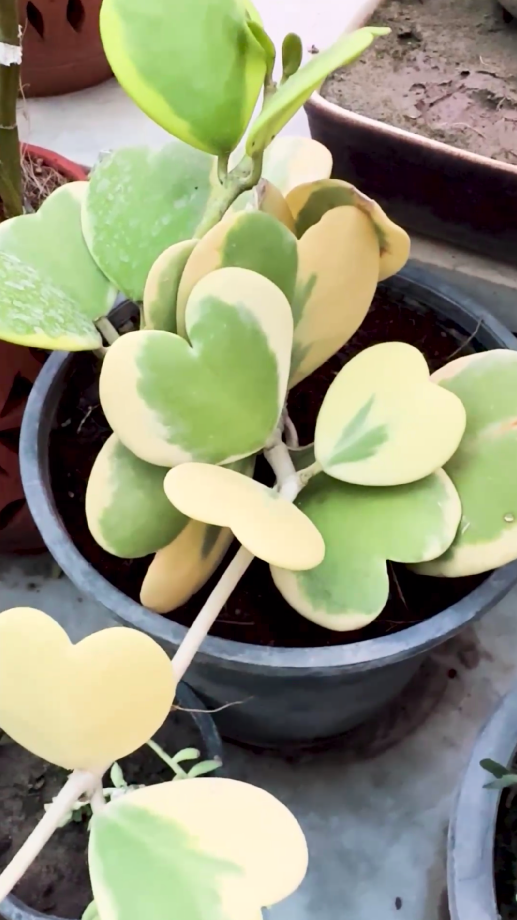 Best lucky succulents to grow indoors for positive energy