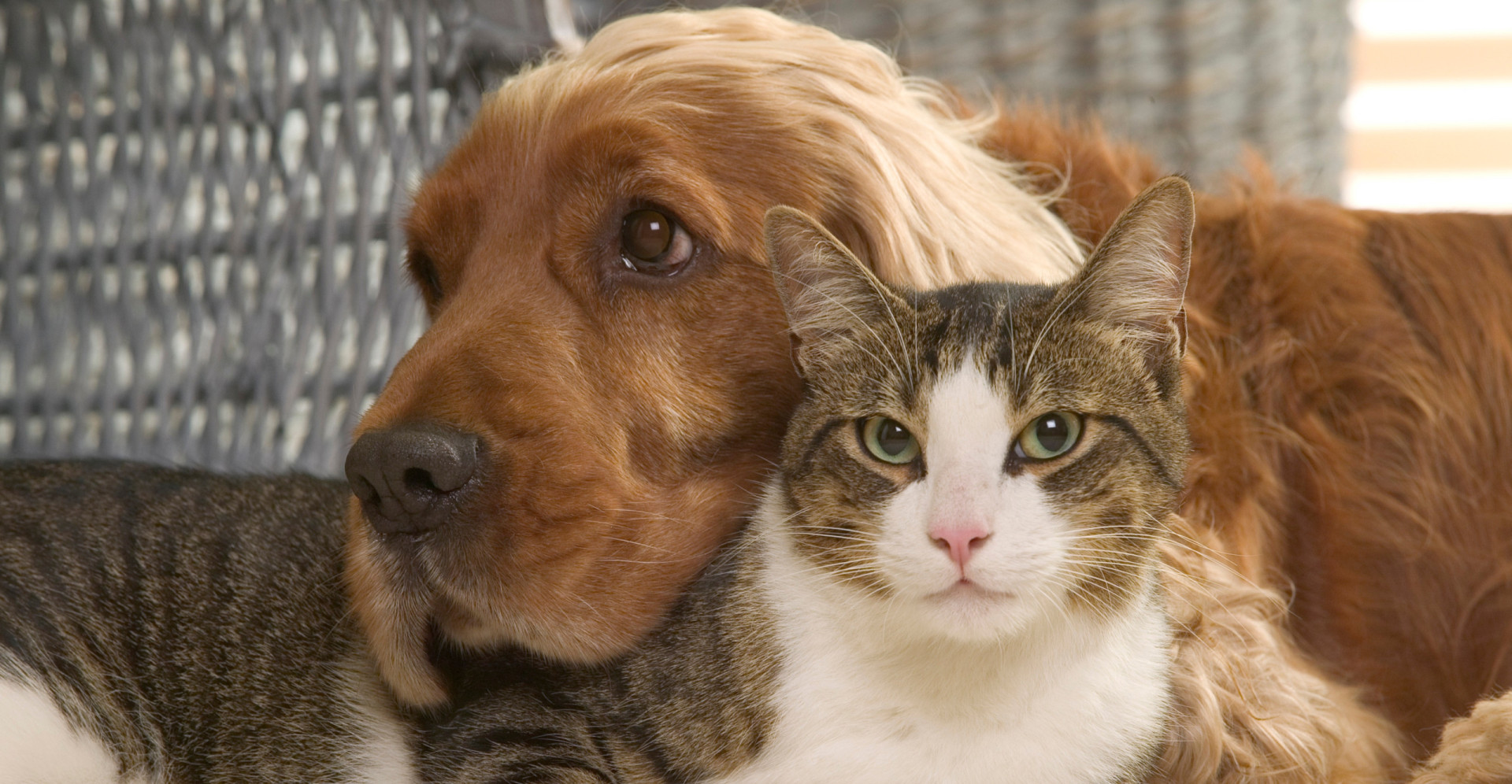 Cat or dog person? It says more than you think