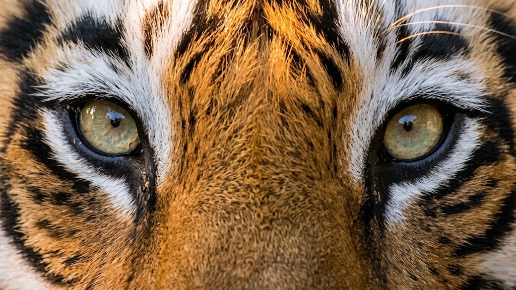Elle est sortie de la voiture - secondes plus tard, le tigre a tué sa mère