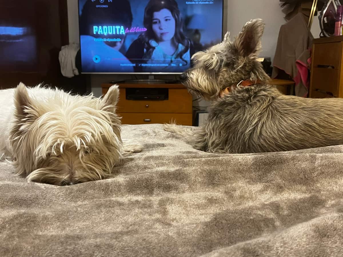 ¿Tu perro ve la tele? Esta investigación explica lo que eso dice de su ...
