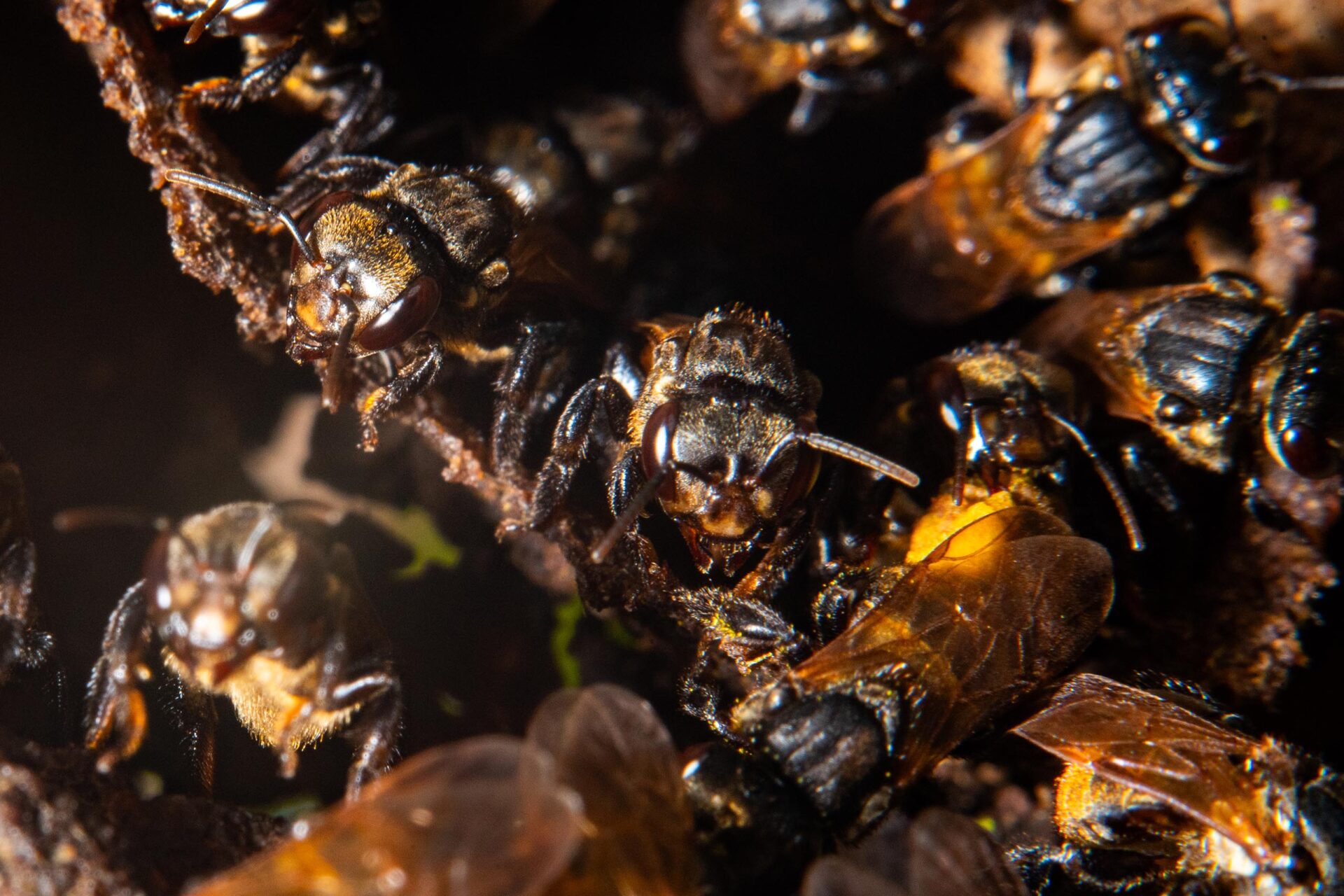 Prédire les ouragans en observant les abeilles, une tactique simple ...