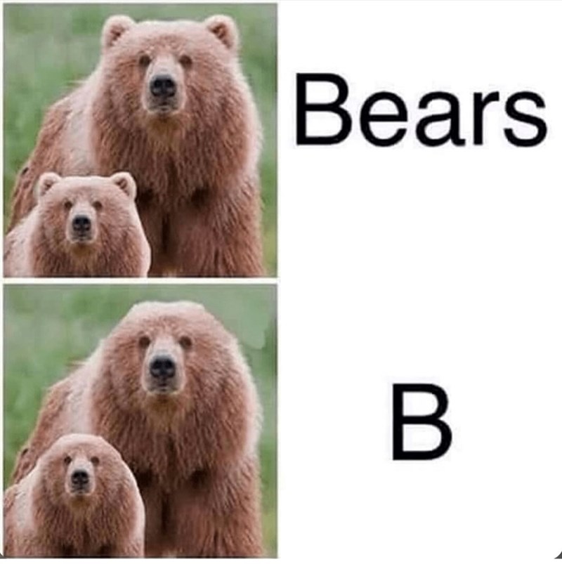 22 brutally blissful bear memes for humans in need of hibernation