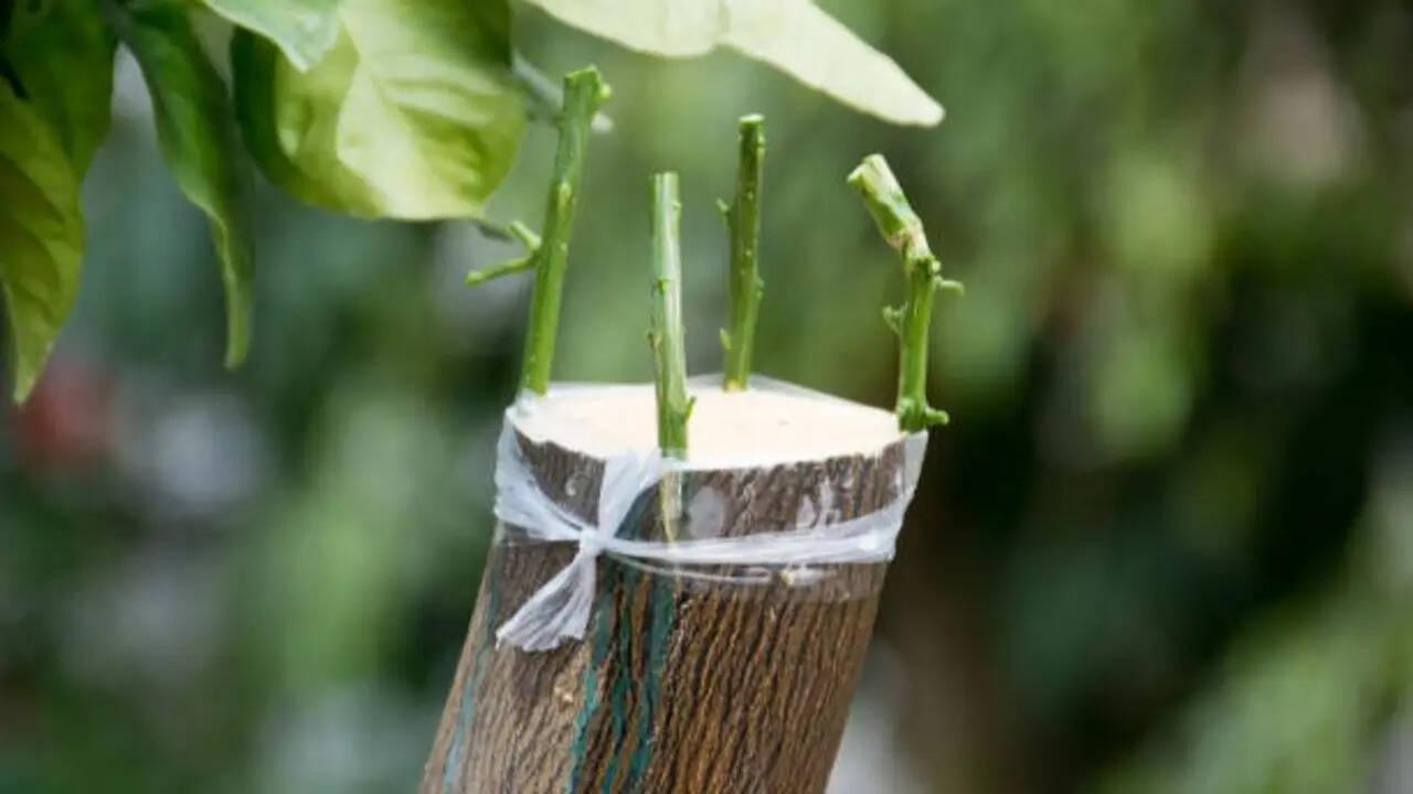 How to graft plants at home (simple step-by-step guide for beginners)