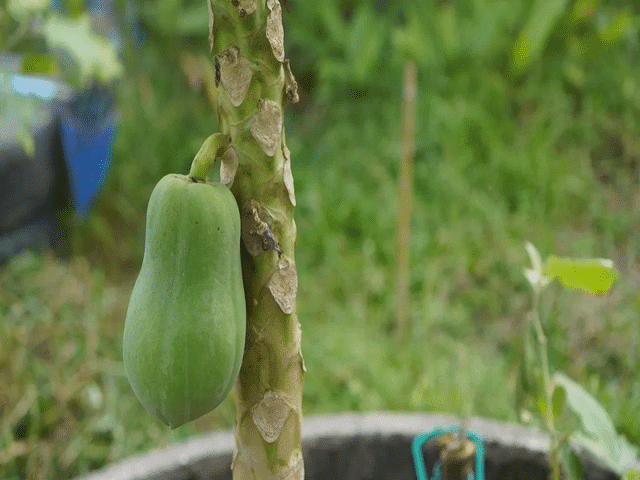 Grow papaya at home: Get fruits even from a small plant with the right care