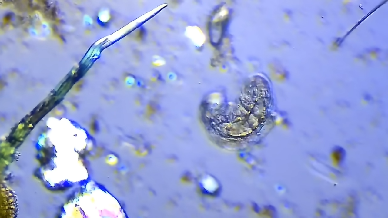 Scientists froze, boiled, and radiated this animal – it won’t die
