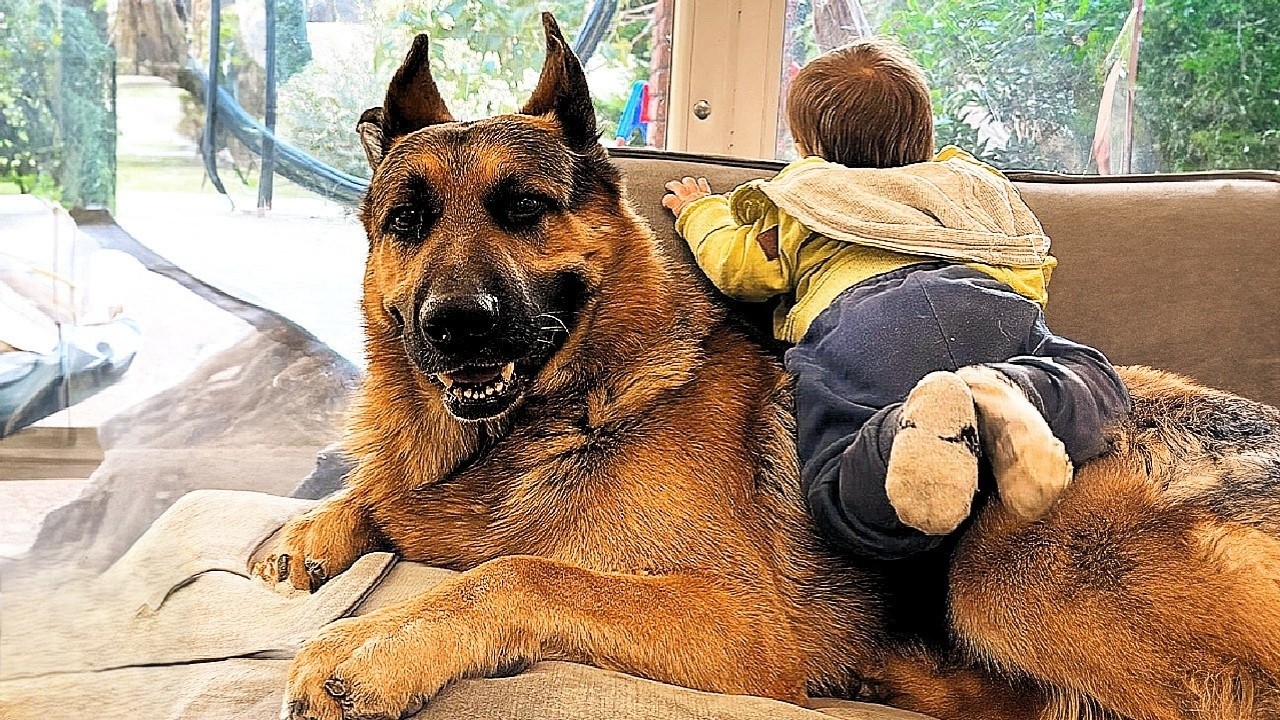 Massive dog waits every day for his little girl - and their bond says ...