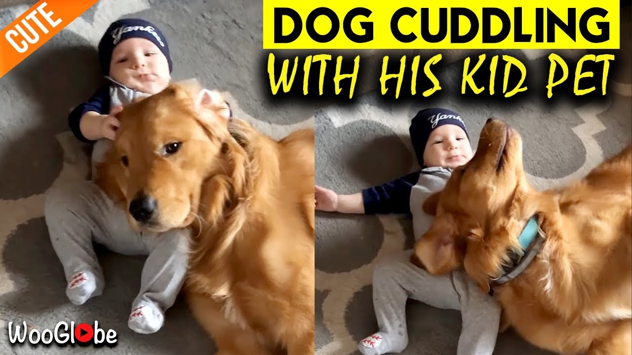 4-month-old baby boy gently pets and plays with golden retriever