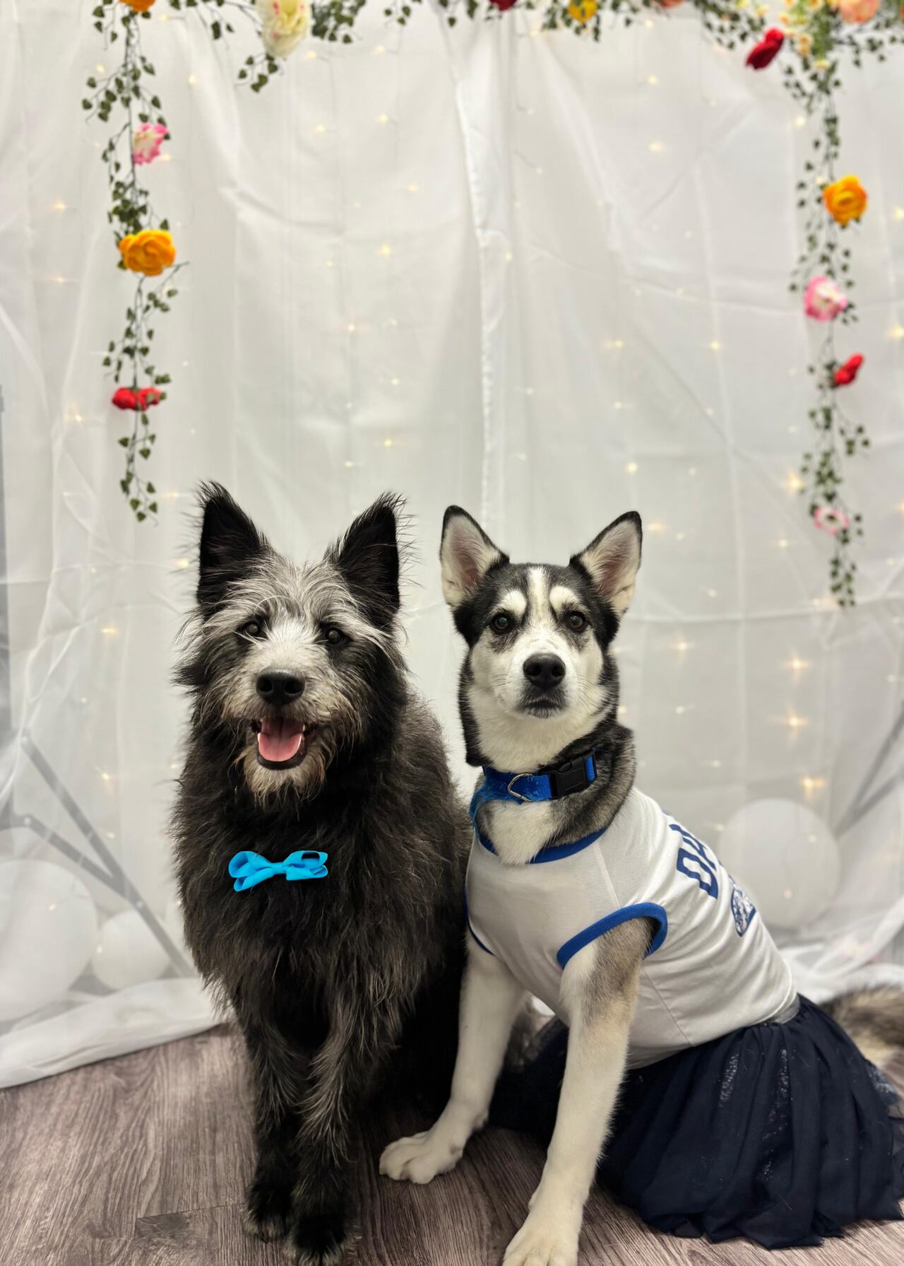 Driven by love? Five-year-old husky walks herself to doggy daycare in ...